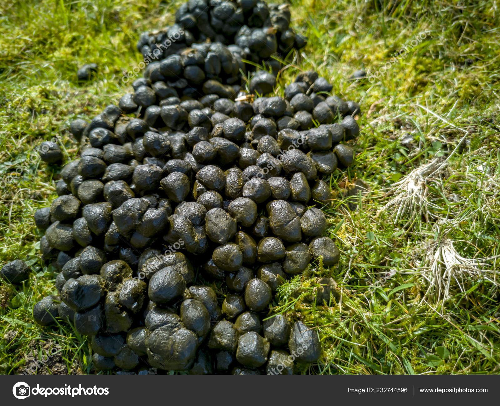 Tutup hitam warna kambing kotoran di tanah rumput hijau — Foto Stok ...
