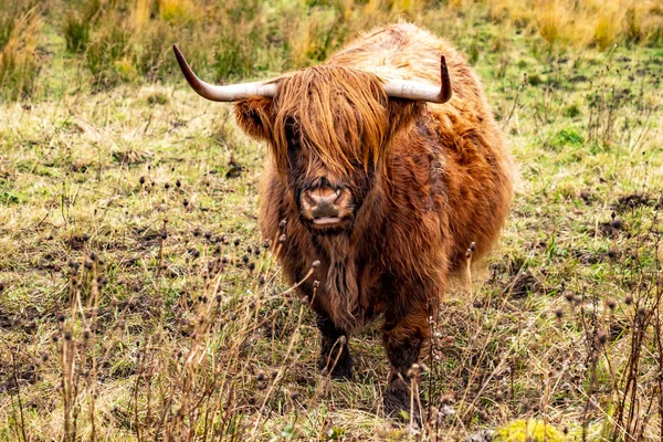 Highland cow with a scottish loch in the background Stock Photo by ...