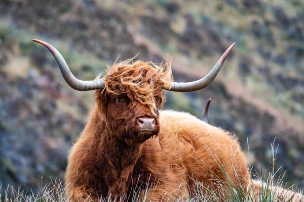 Scottish highlander Stock Photos, Royalty Free Scottish highlander ...