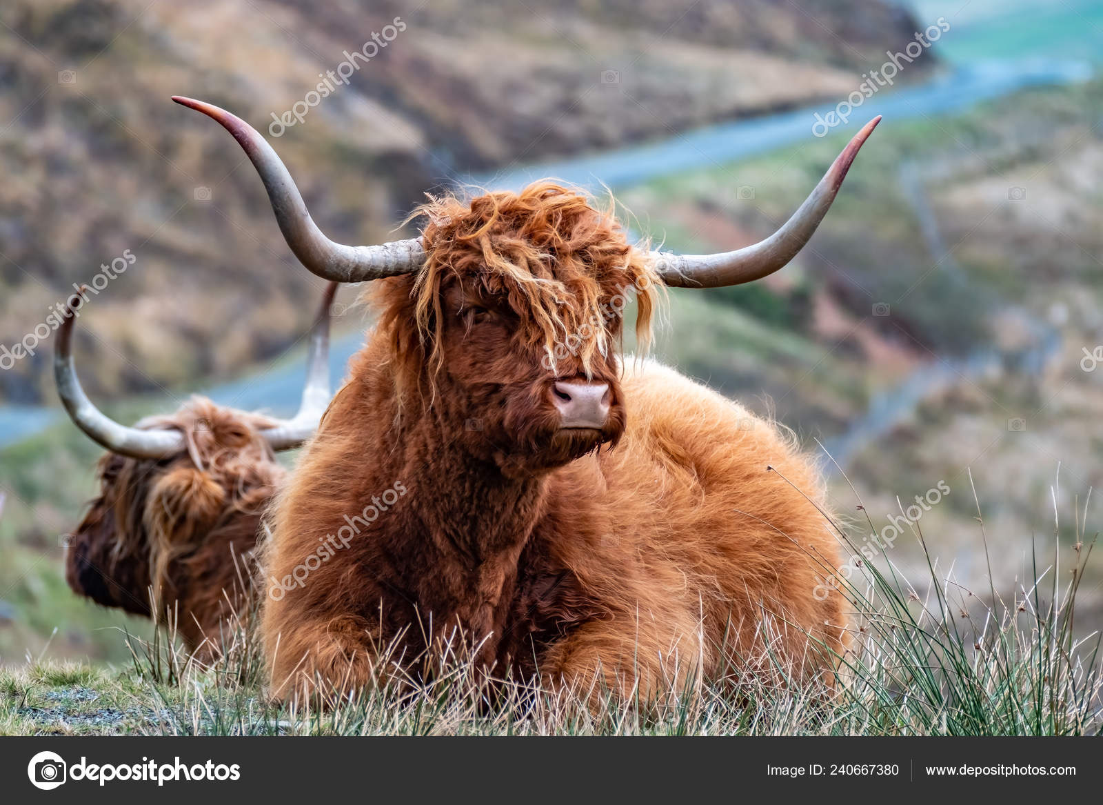 Hairy Scottish Highlander - Highland cattle - next to the road, Isle of ...