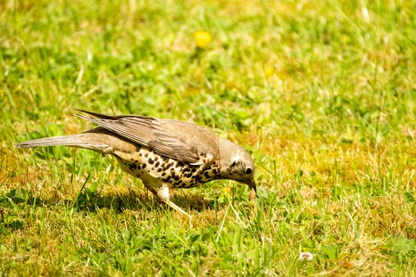 Hawk catching prey Stock Photos, Royalty Free Hawk catching prey Images ...