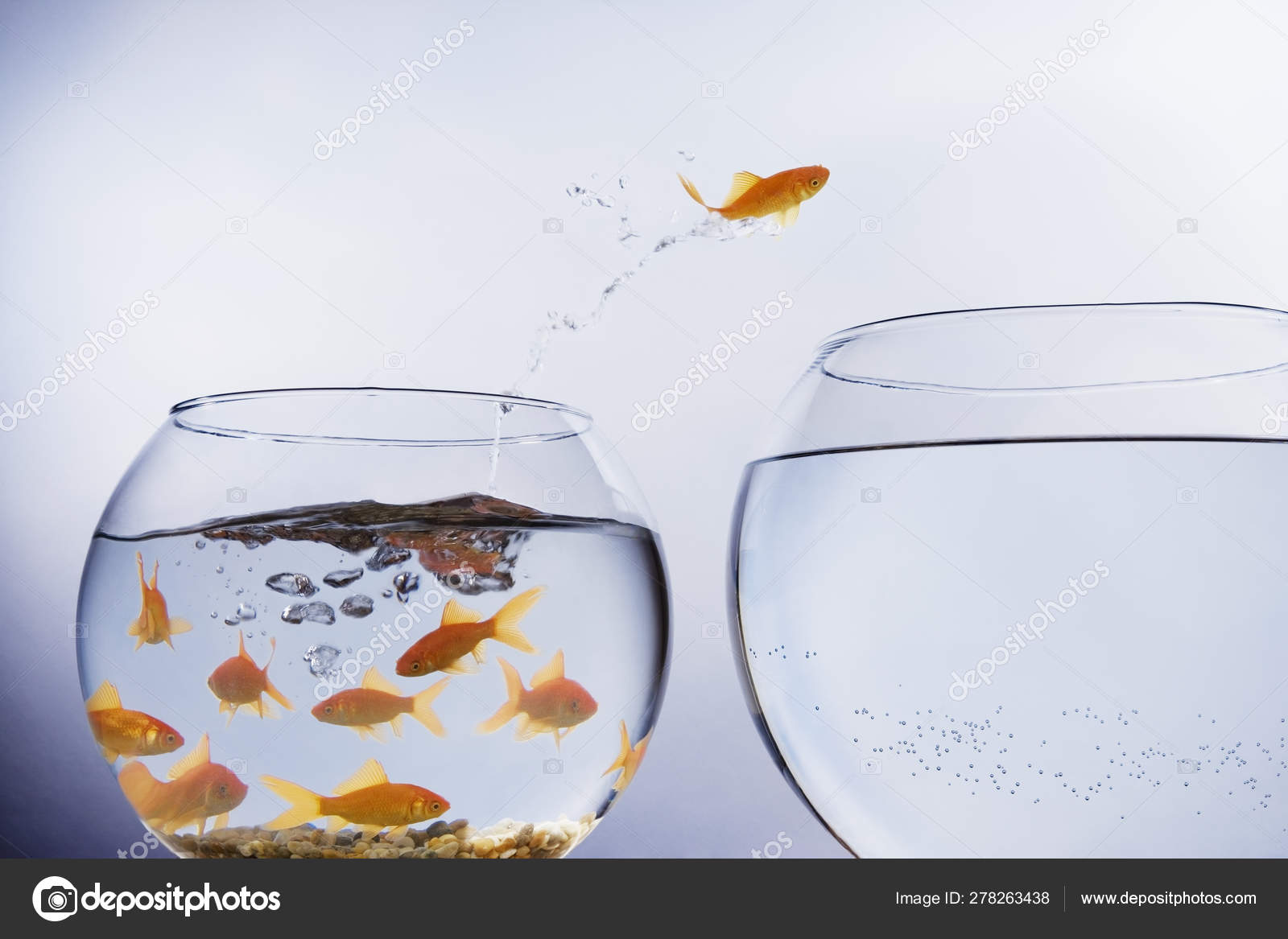 Goldfish Jumping Out Of A Bowl
