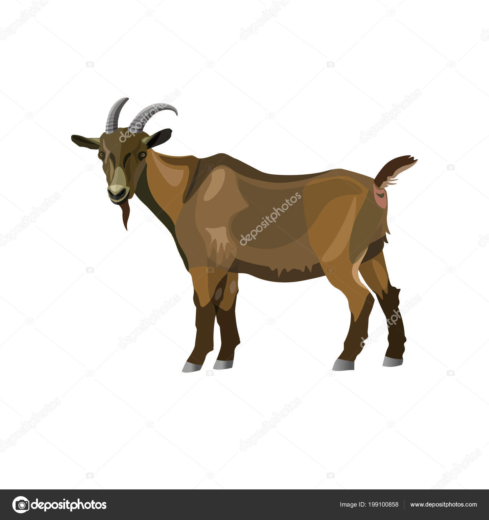 Brown Goat Standing Side View Vector Illustration Isolated White ...