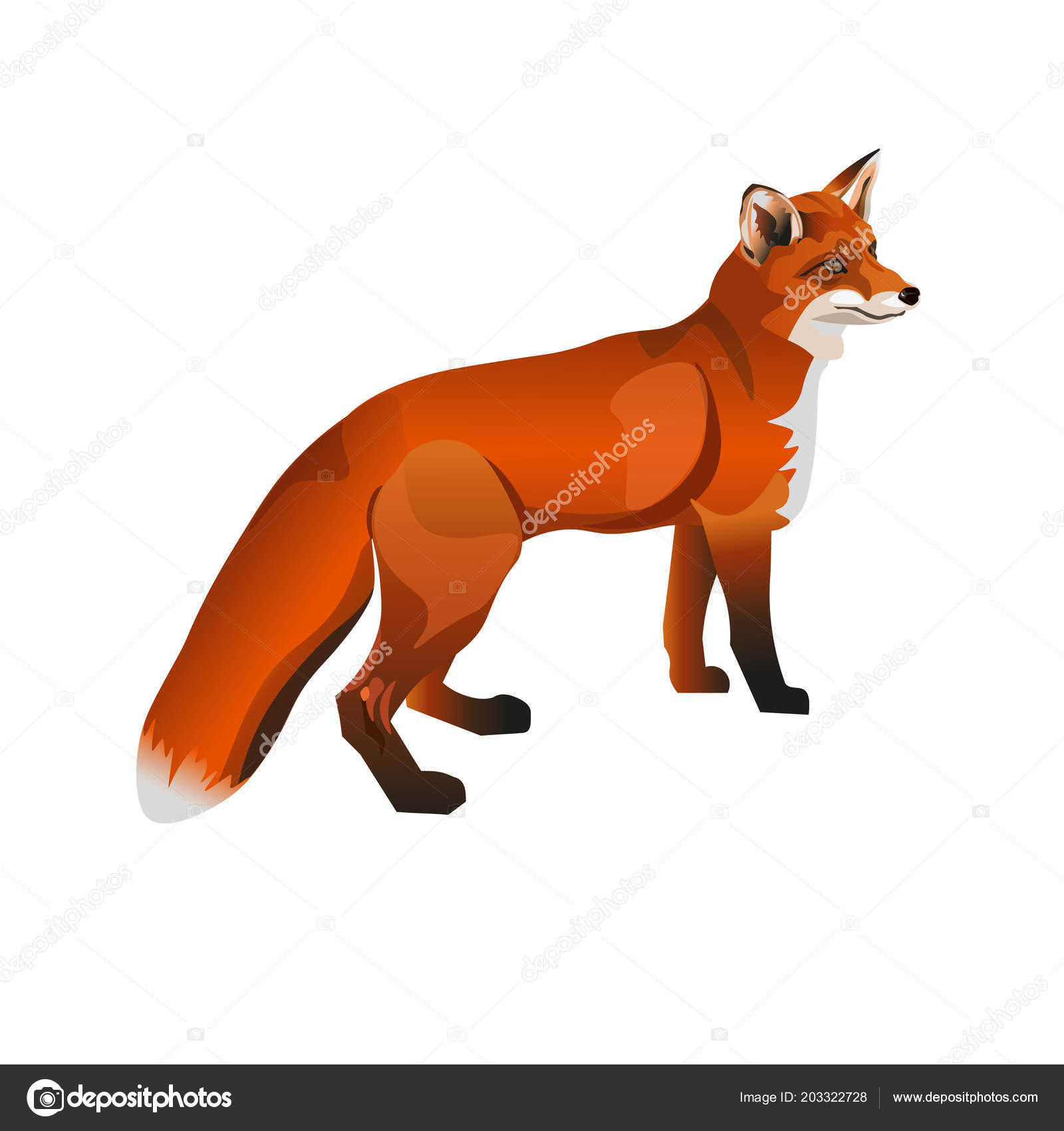 Standing Red Fox Side View Vector Illustration Isolated White ...