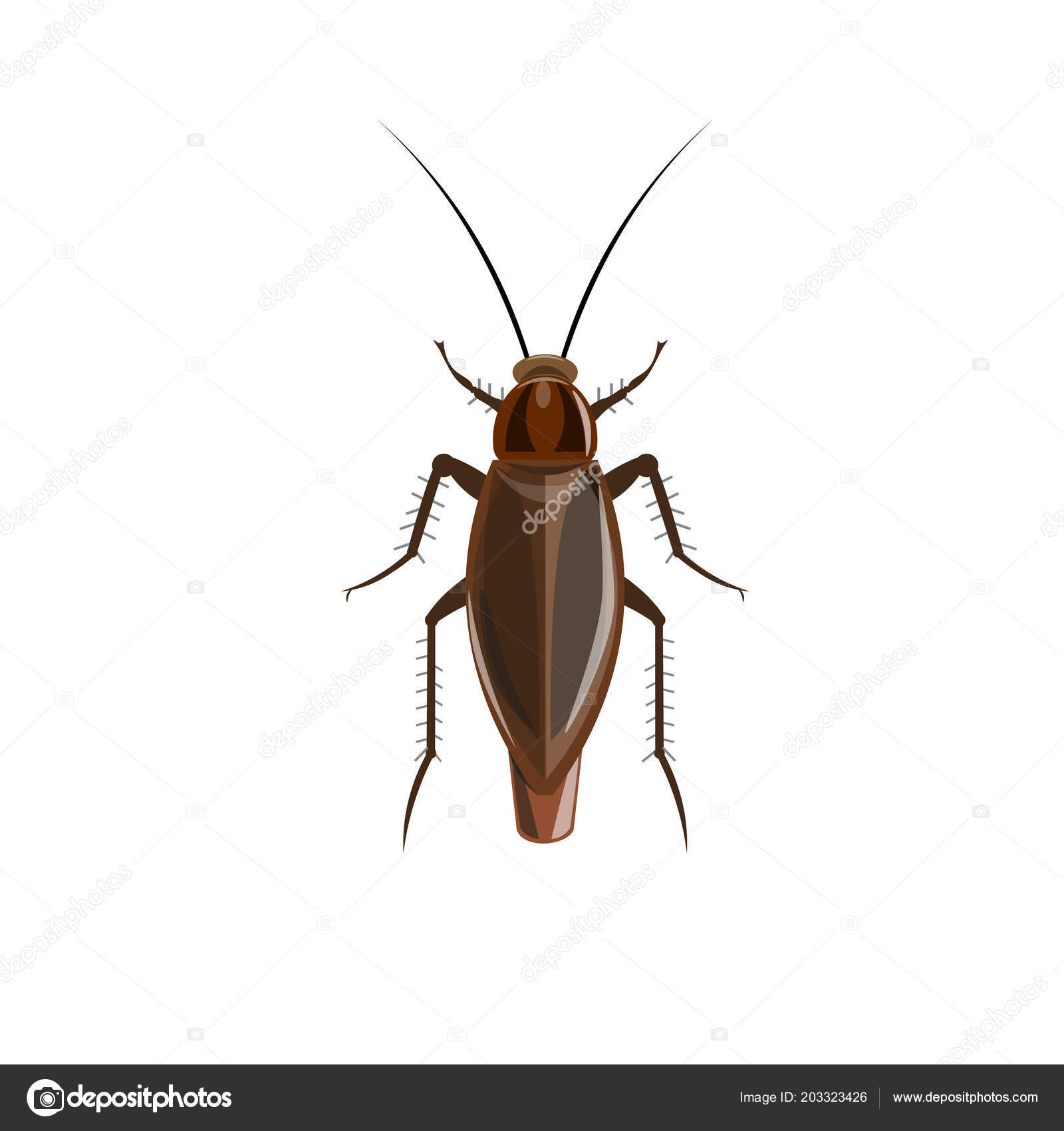 German Cockroach Vector Illustration Isolated White Background Stock ...