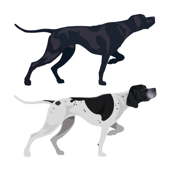 English pointer Vector Art Stock Images | Depositphotos