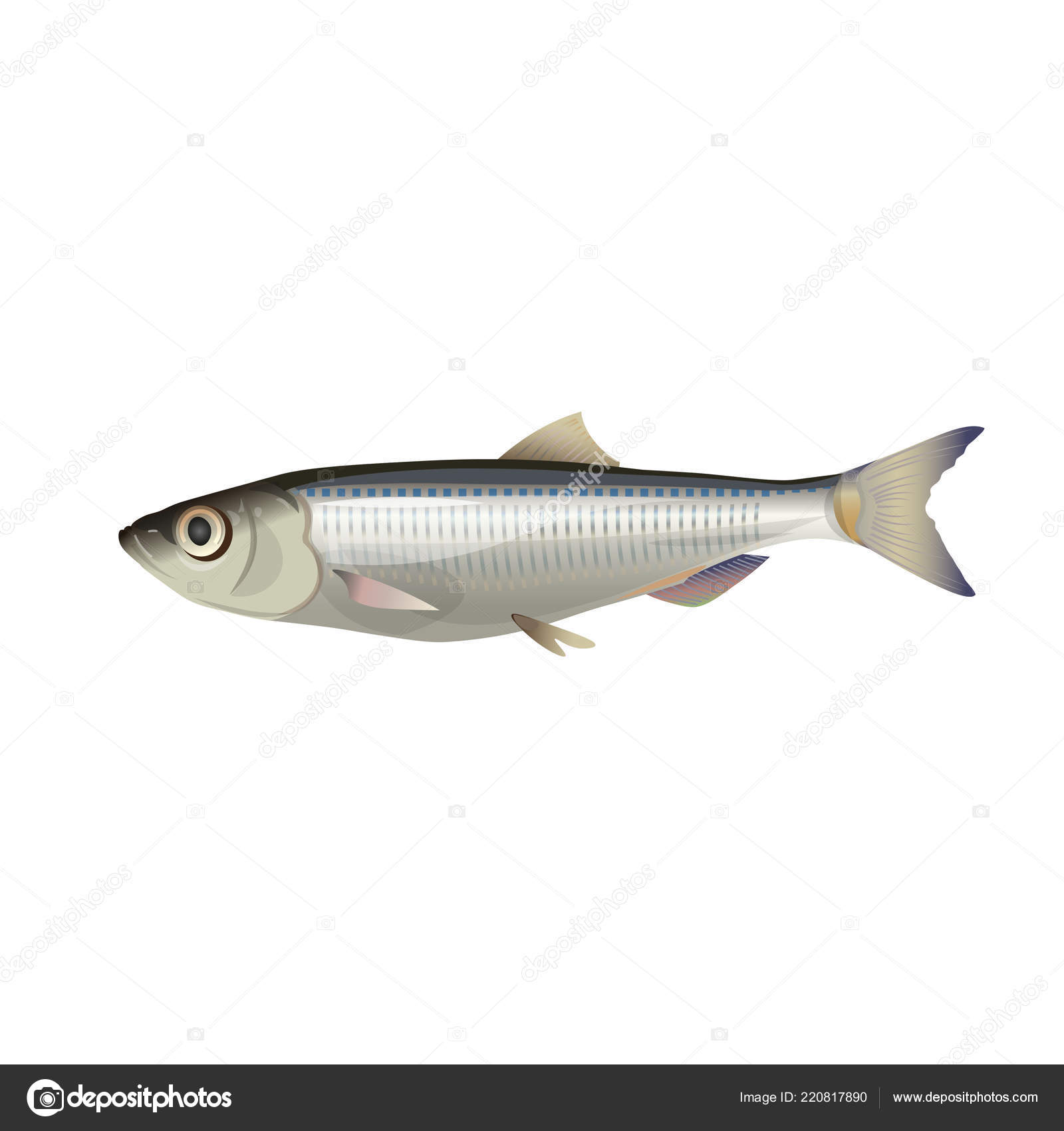Anchovie Clipart