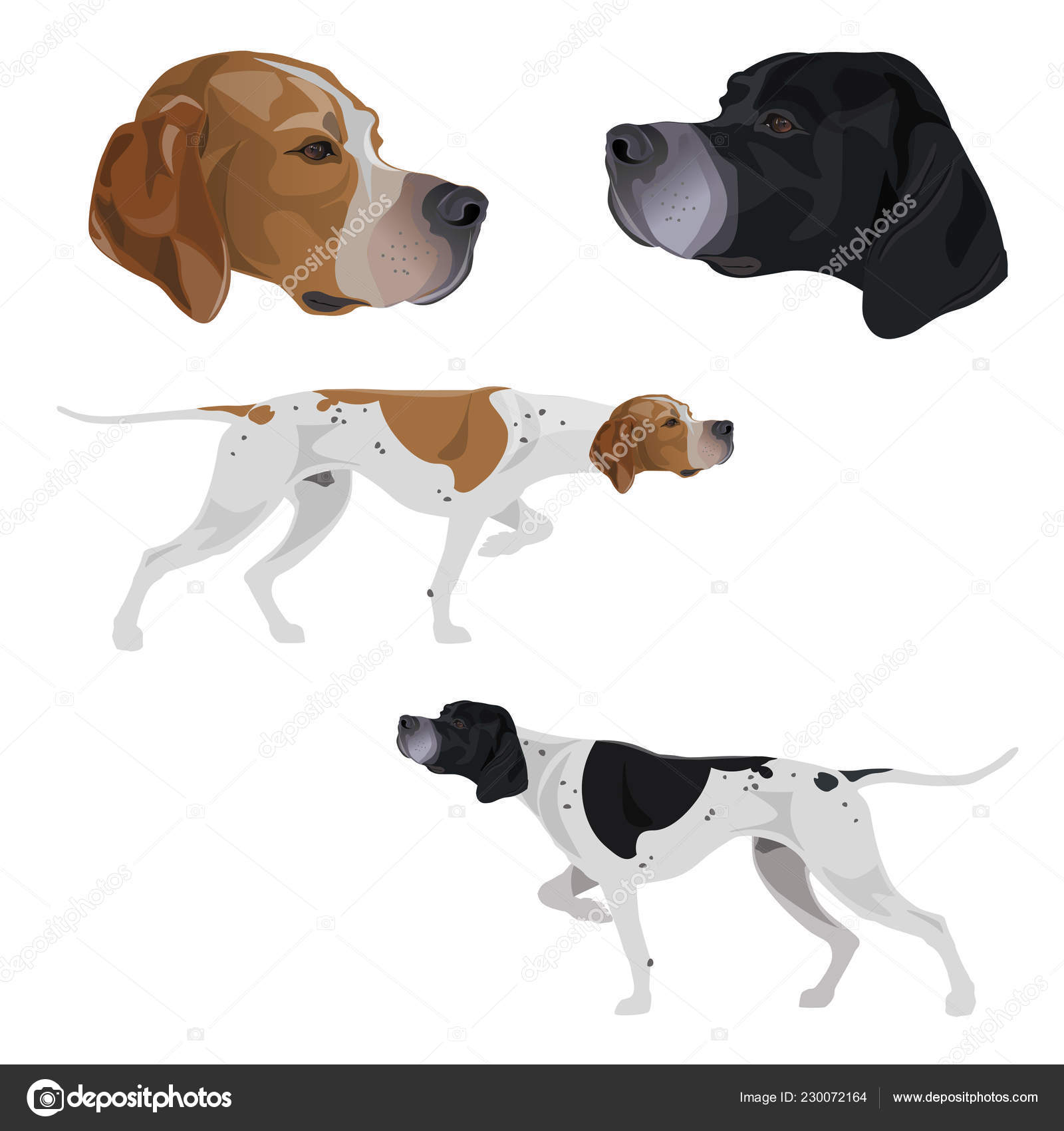 English pointer set Stock Vector by ©newgena 230072164
