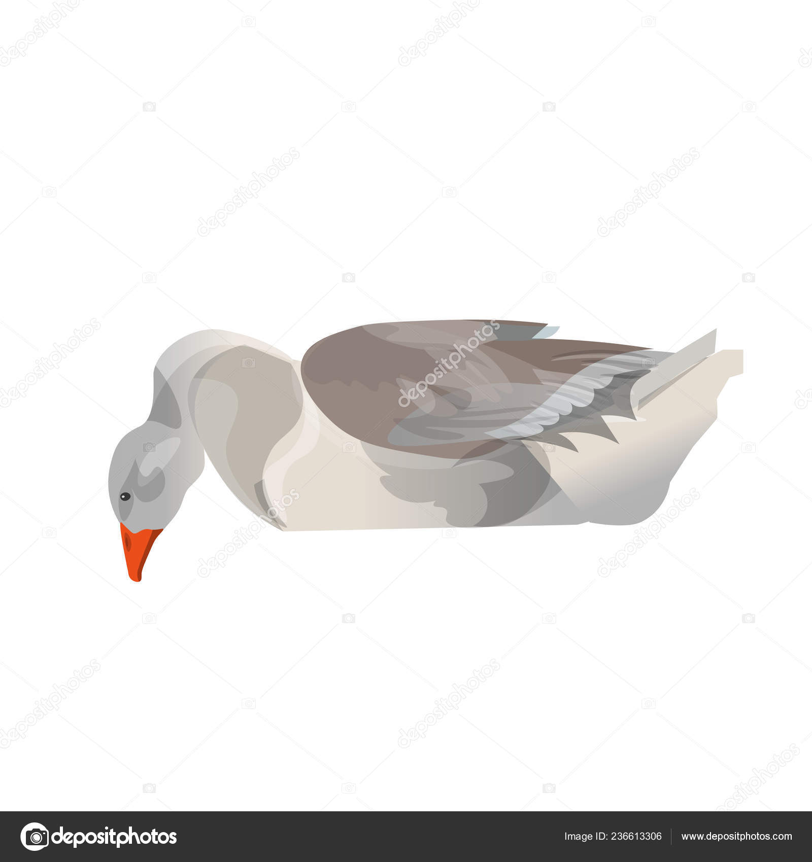 Grey goose swimming Stock Vector by ©newgena 236613306