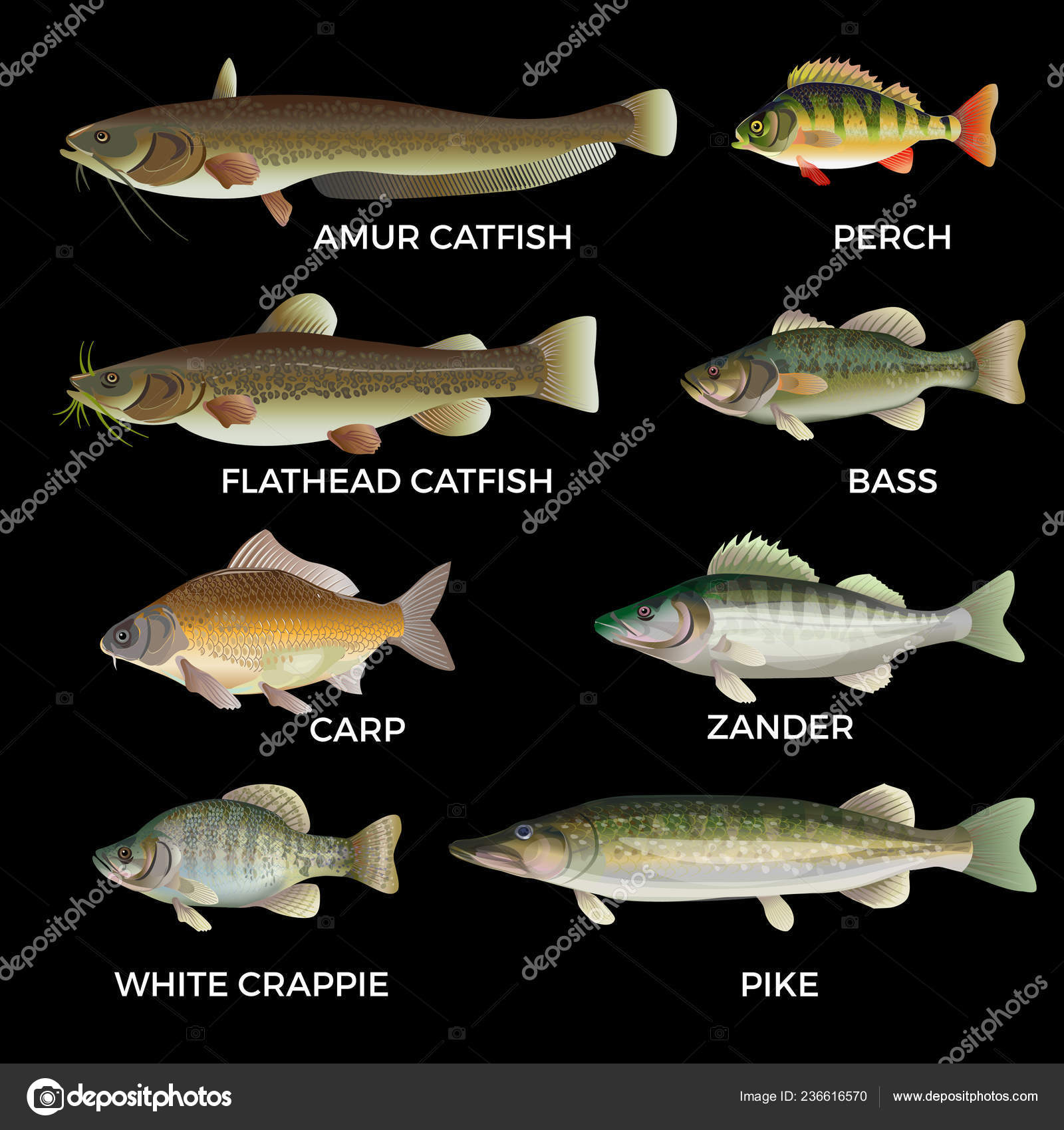 Types Of Freshwater Fish