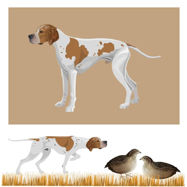 English pointer Vector Art Stock Images | Depositphotos