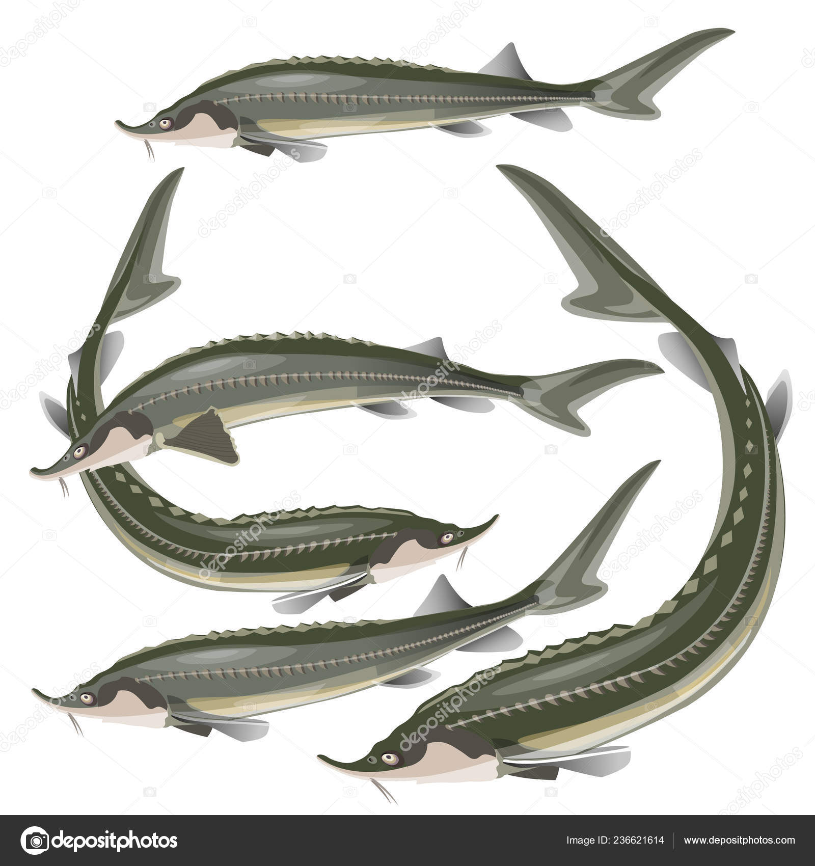 Set of sturgeon fish Stock Vector Image by ©newgena #236621614