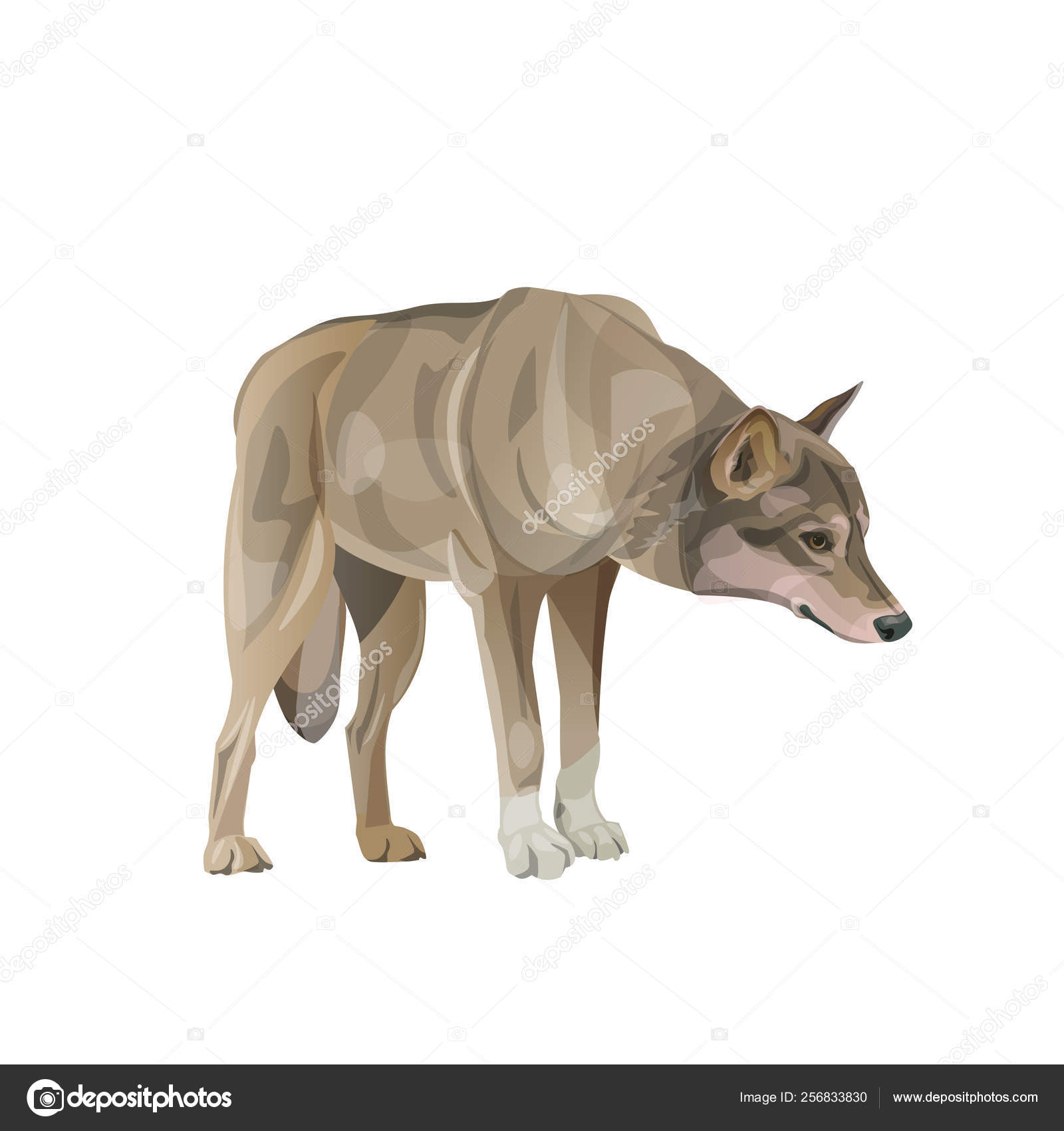 Gray wolf vector Stock Vector Image by ©newgena #256833830