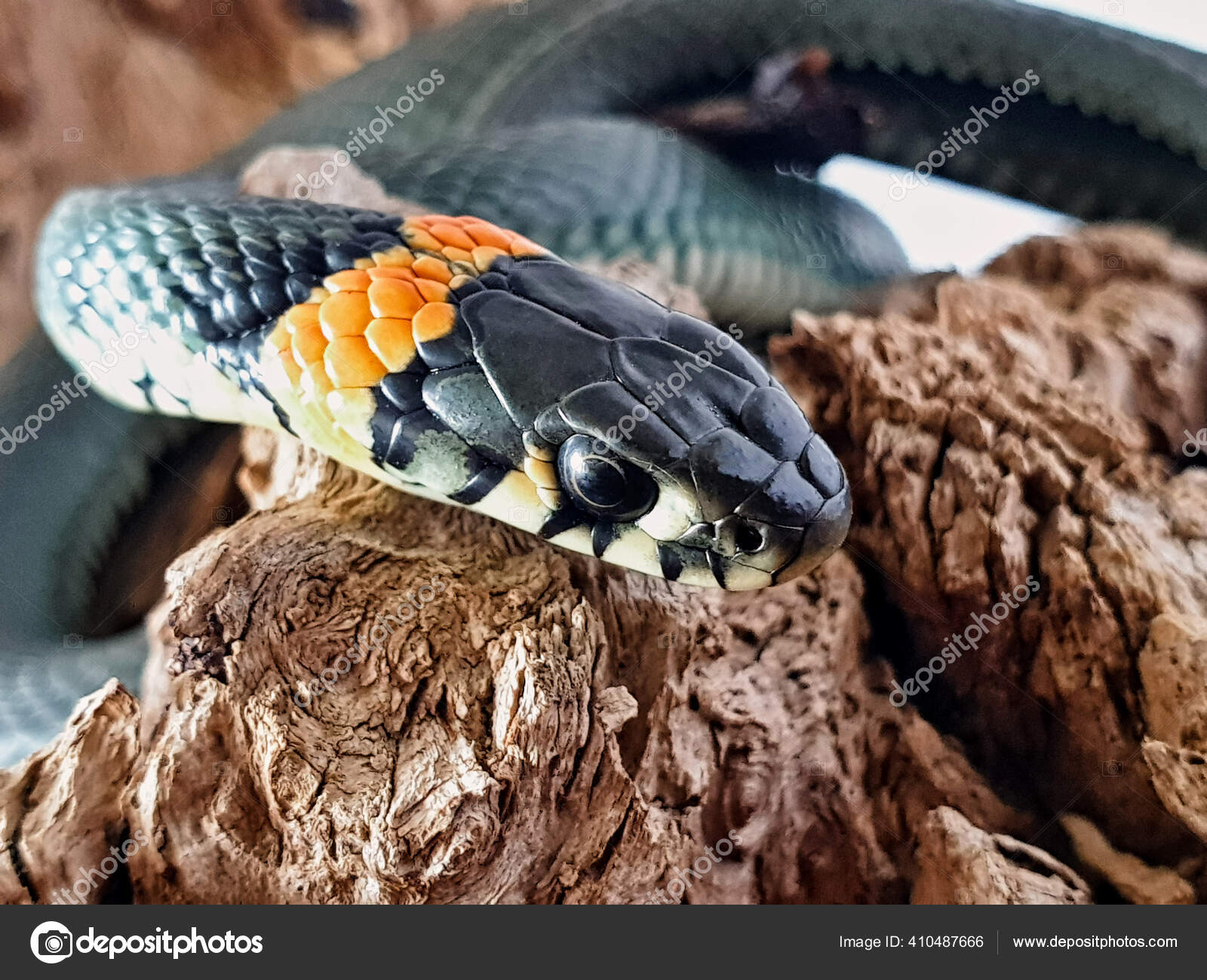 Non Venomous Snake White Background Macro Shot Snake Stock Photo by ...