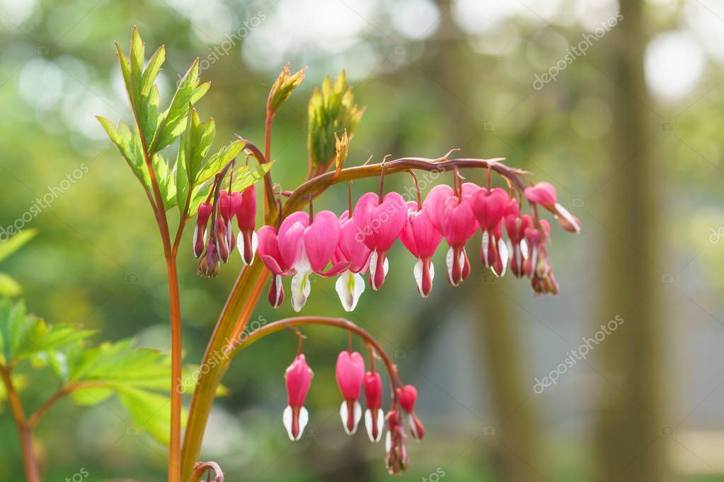 Una flor de ramita delicada hermosa Sangrado, o un corazón roto, o el ...
