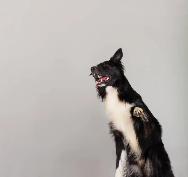 Dog raise paw Stock Photos, Royalty Free Dog raise paw Images ...