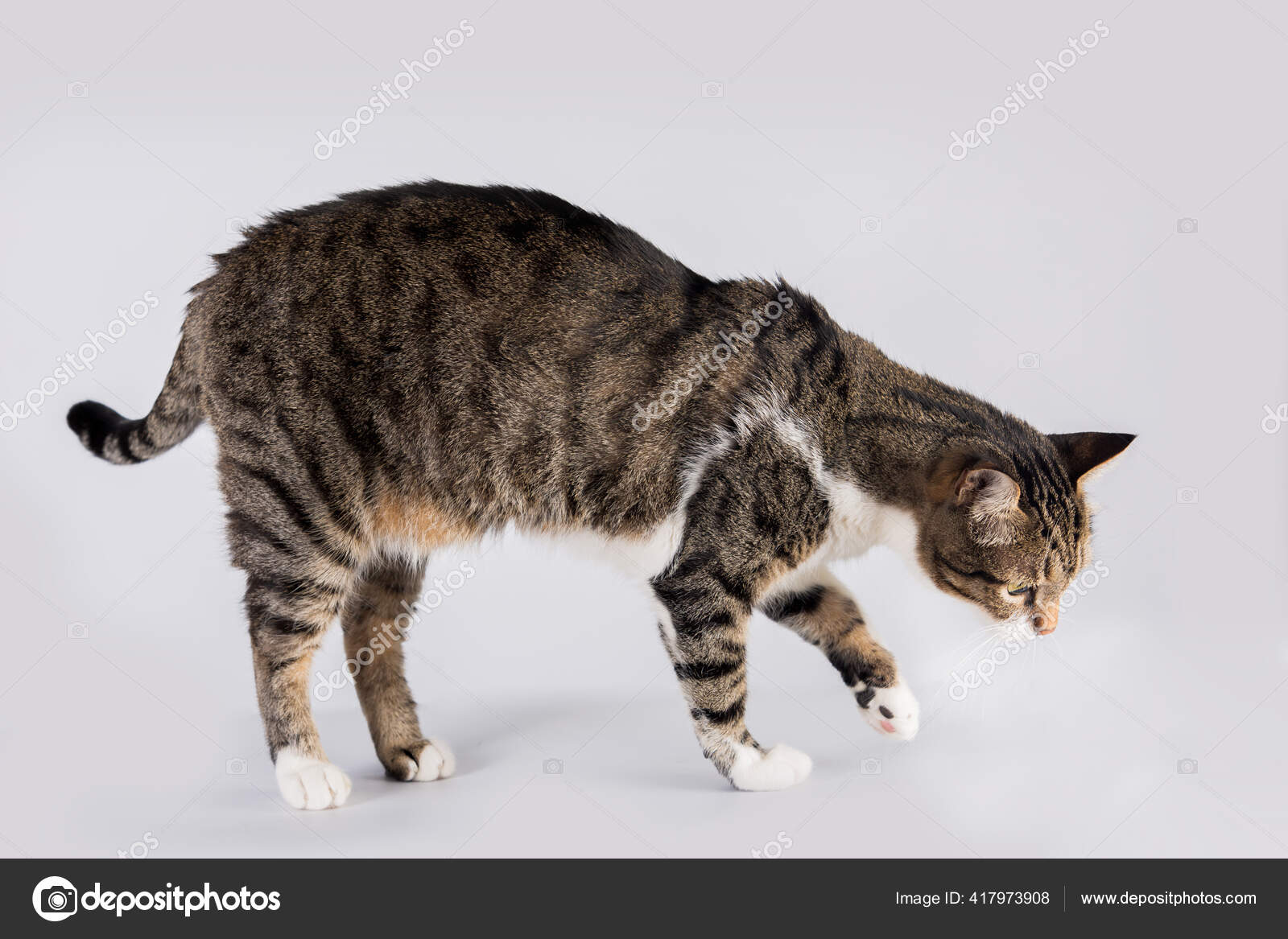 Cat Side View Walking