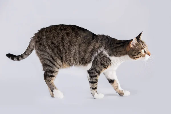 Cat Profile Standing