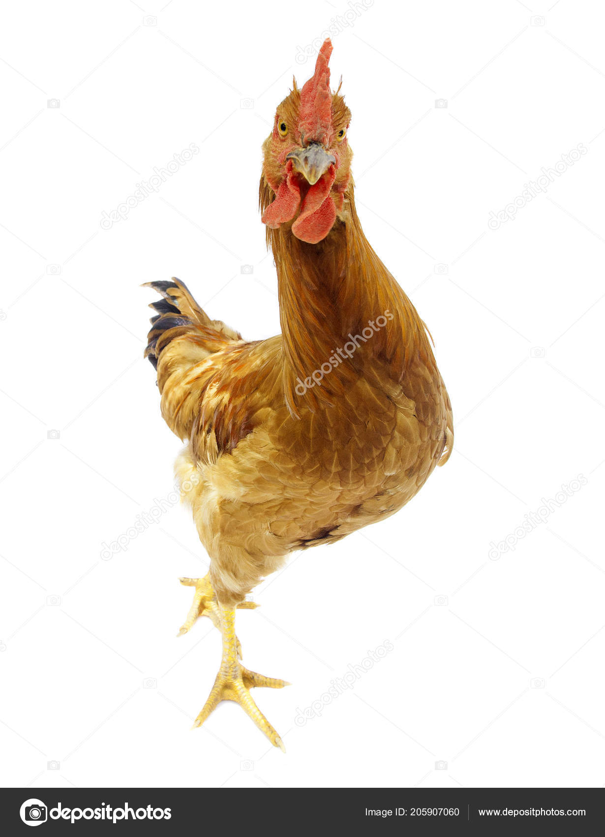 Funny Curious Rooster Chicken Looking Camera Stock Photo by ...
