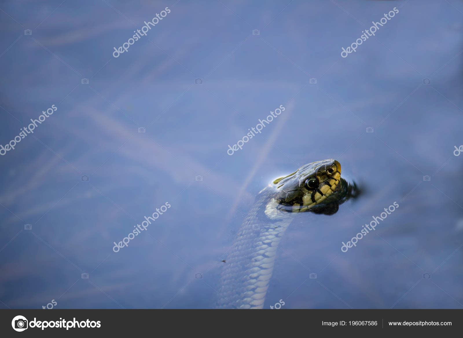 Grass Snake Natrix Natrix Head Looking Water — Stock Photo ...