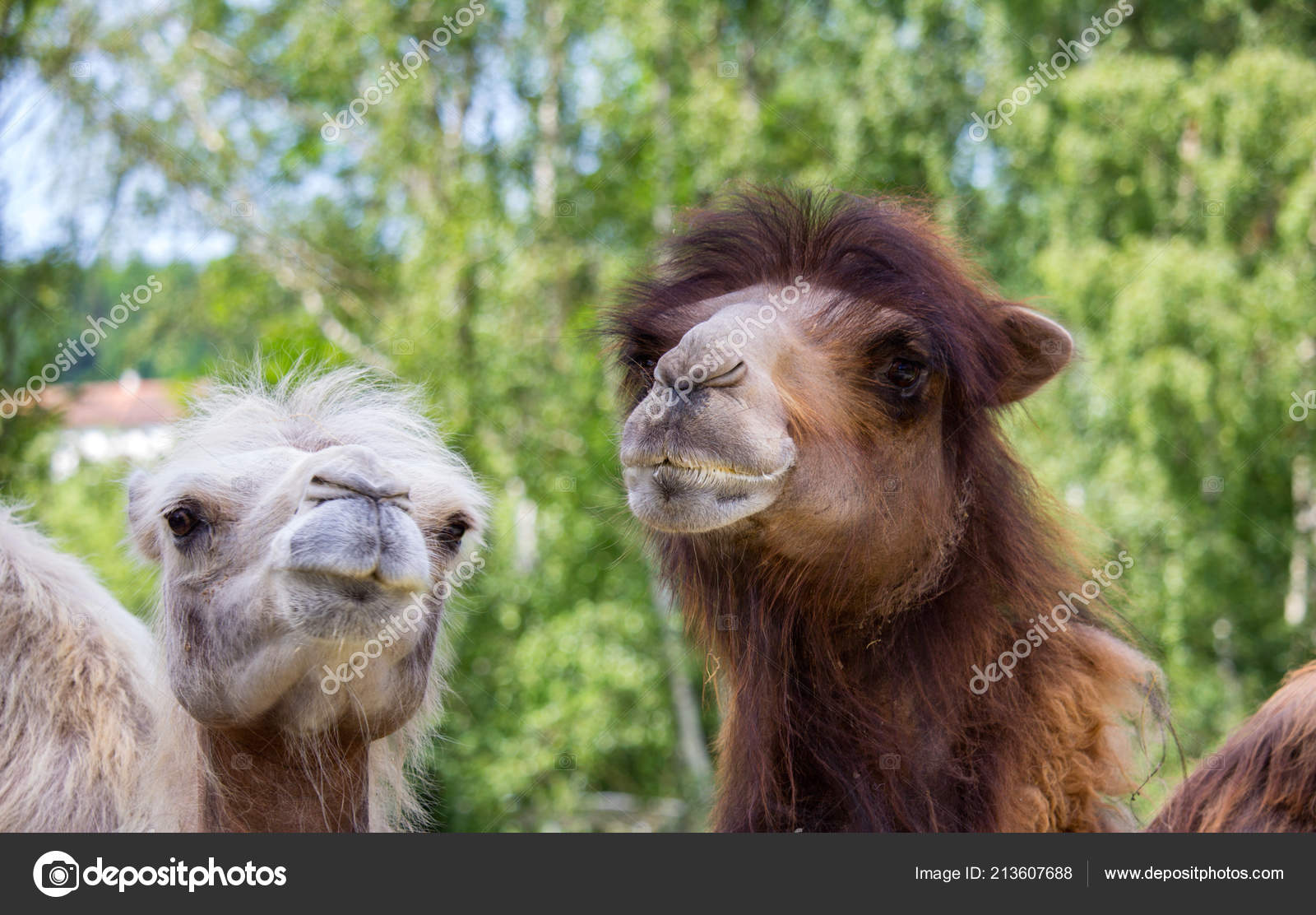 Portrait White Brown Bactrian Camel — Stock Photo © Spacecreator #213607688