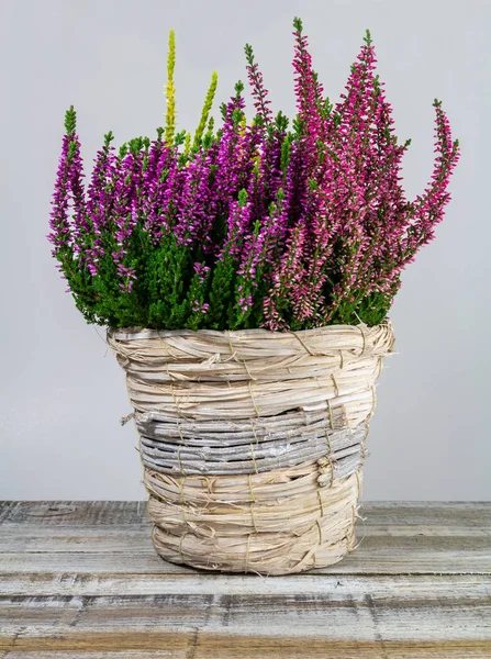Calluna Stock Photos, Royalty Free Calluna Images | Depositphotos®