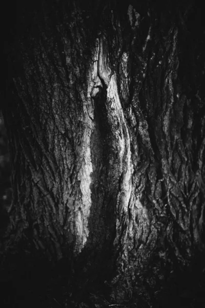 Tree of fear shot Stock Photos, Royalty Free Tree of fear shot Images ...
