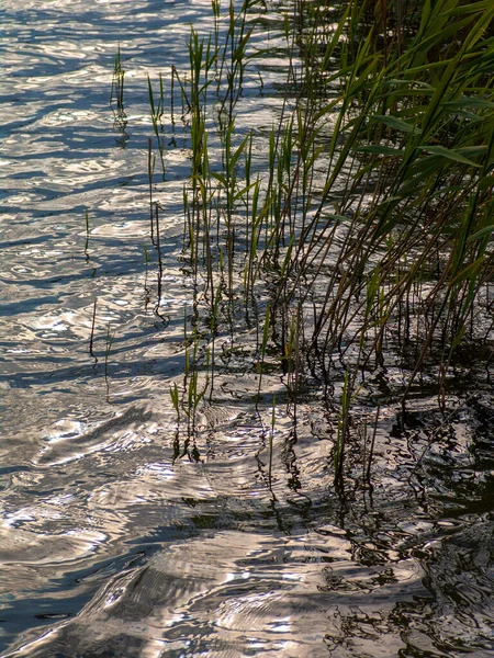 Reeds water Stock Photos, Royalty Free Reeds water Images | Depositphotos