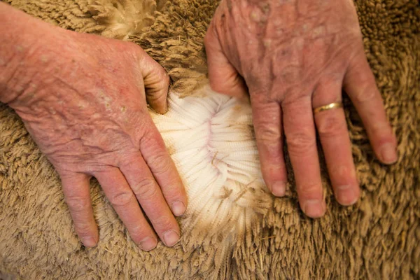 Hands opening wool on sheep Stock Photos, Royalty Free Hands opening ...