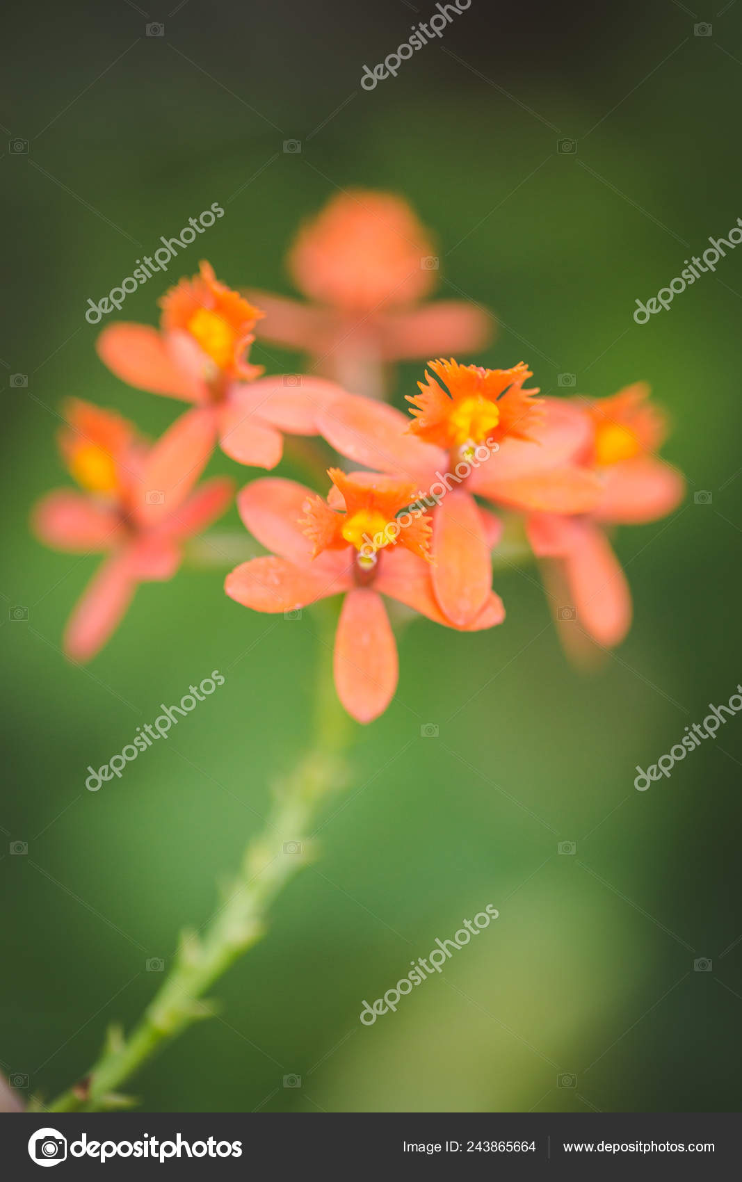 Close Image Micro Orchid Nursery — Stock Photo © dewald@dewaldkirsten ...