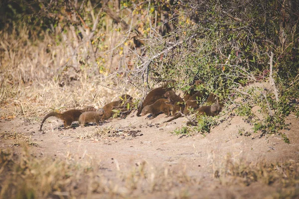 Zebra mangoeste Stock Photos, Royalty Free Zebra mangoeste Images ...