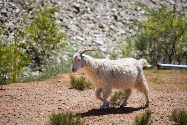 Karoo angora goats Stock Photos, Royalty Free Karoo angora goats Images ...