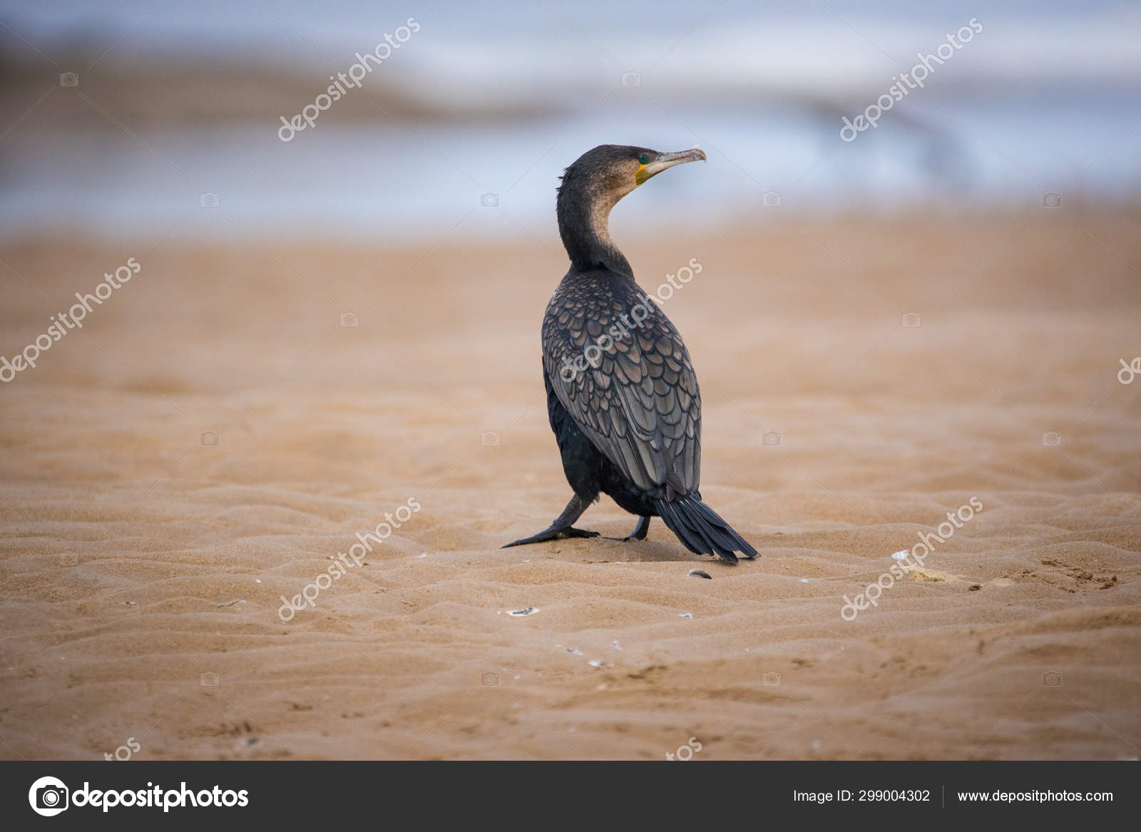 White Breasted Cormorant Bird Sitting Sandbank Estuary South Africa ...