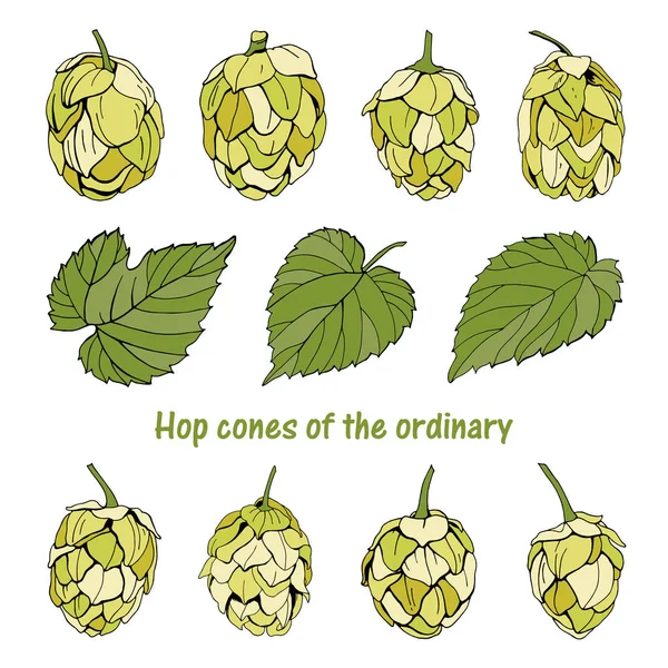 Cones Leaves Hops Ordinary Vector Illustration Stock Vector Image by ...