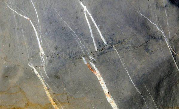 Graptolites Stock Photos, Royalty Free Graptolites Images | Depositphotos