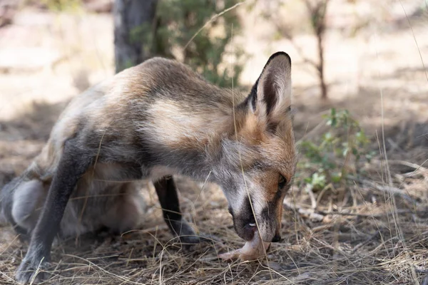 Foraging bat eared fox Stock Photos, Royalty Free Foraging bat eared ...