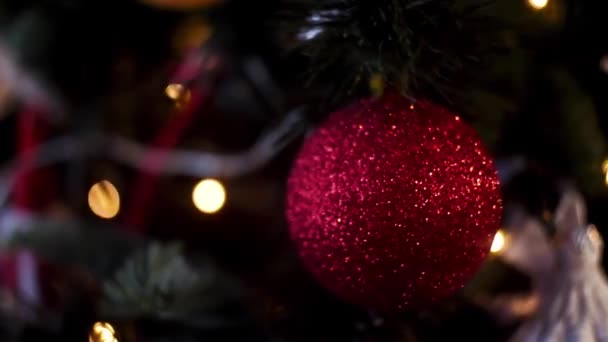 Vidéos pour Vuren boom geïsoleerd, Vuren boom geïsoleerd clips vidéo HD ...