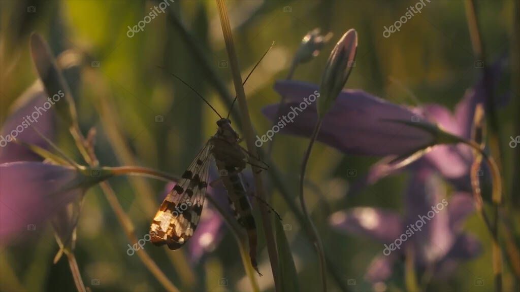 Fondo natural con un insecto en el campo verde de verano. Moción ...