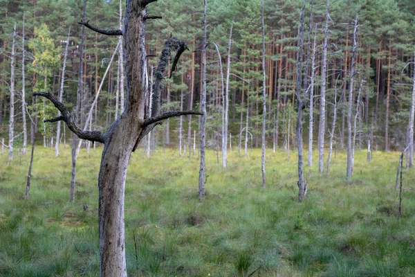 Withered trees in a swampy area in the forest. View of withered spruces ...