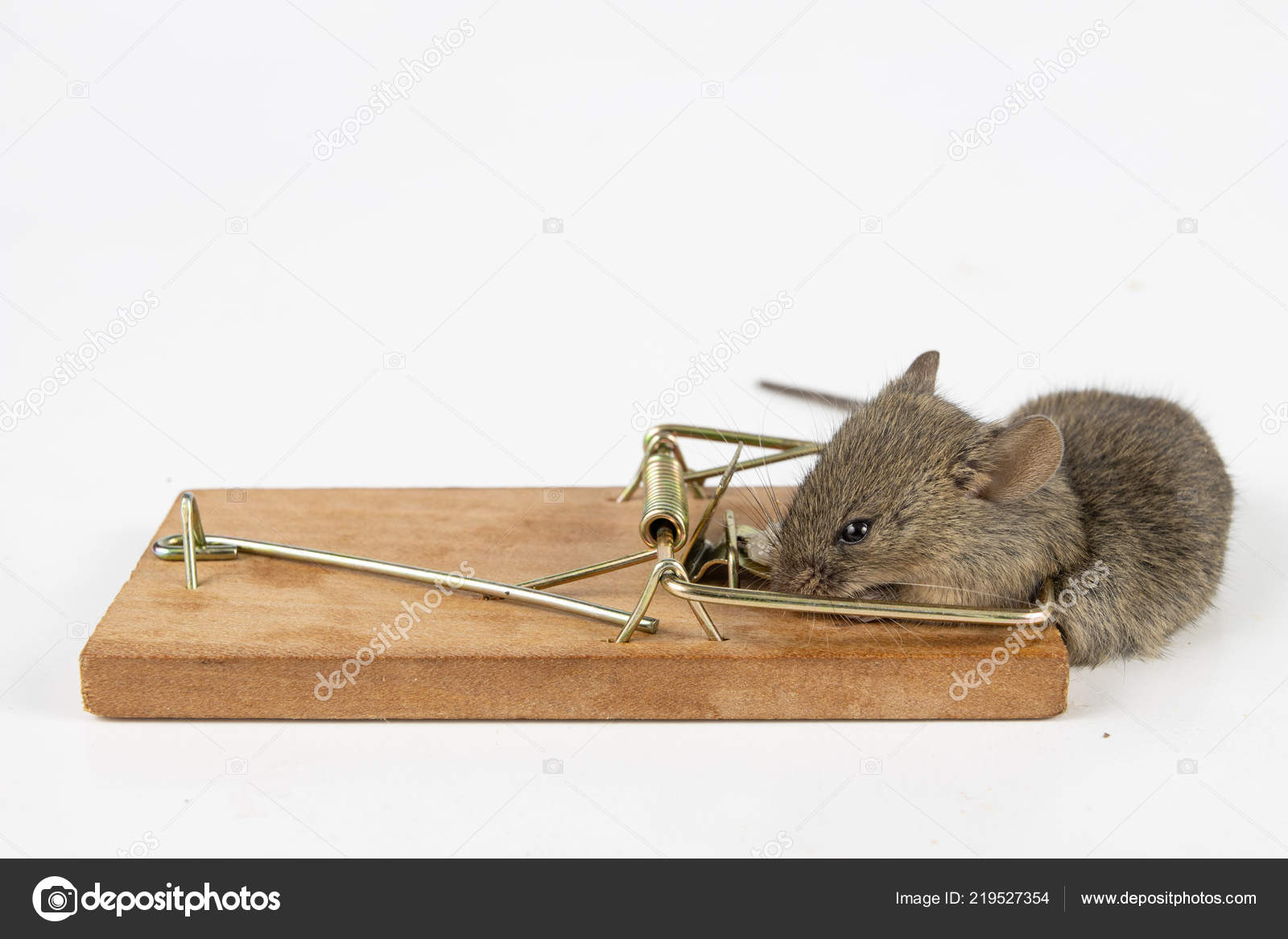 Mouse Caught Mousetrap Killing Mice Households Light Background Stock