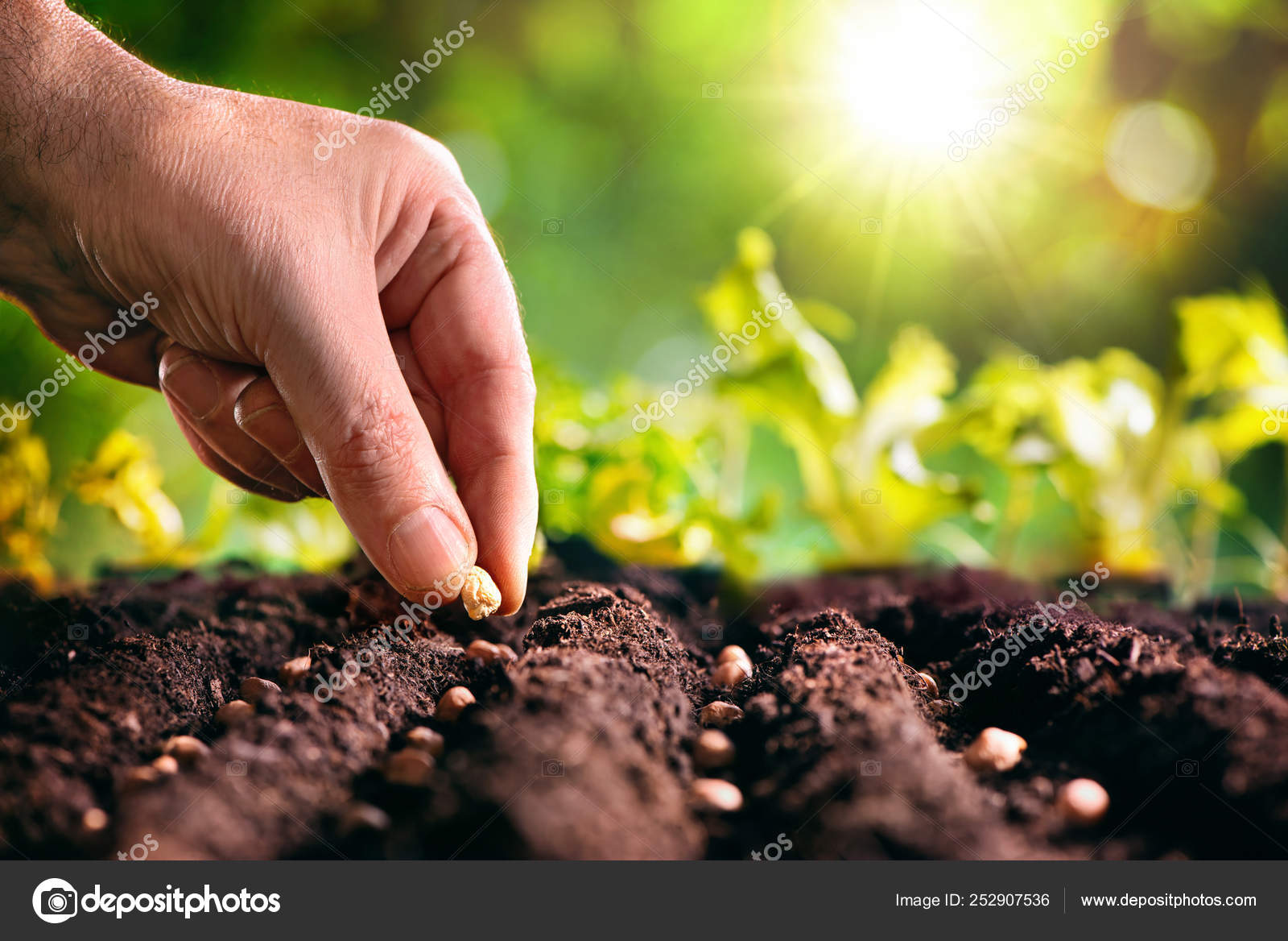 Plantando Semillas En Una Botella De Agua