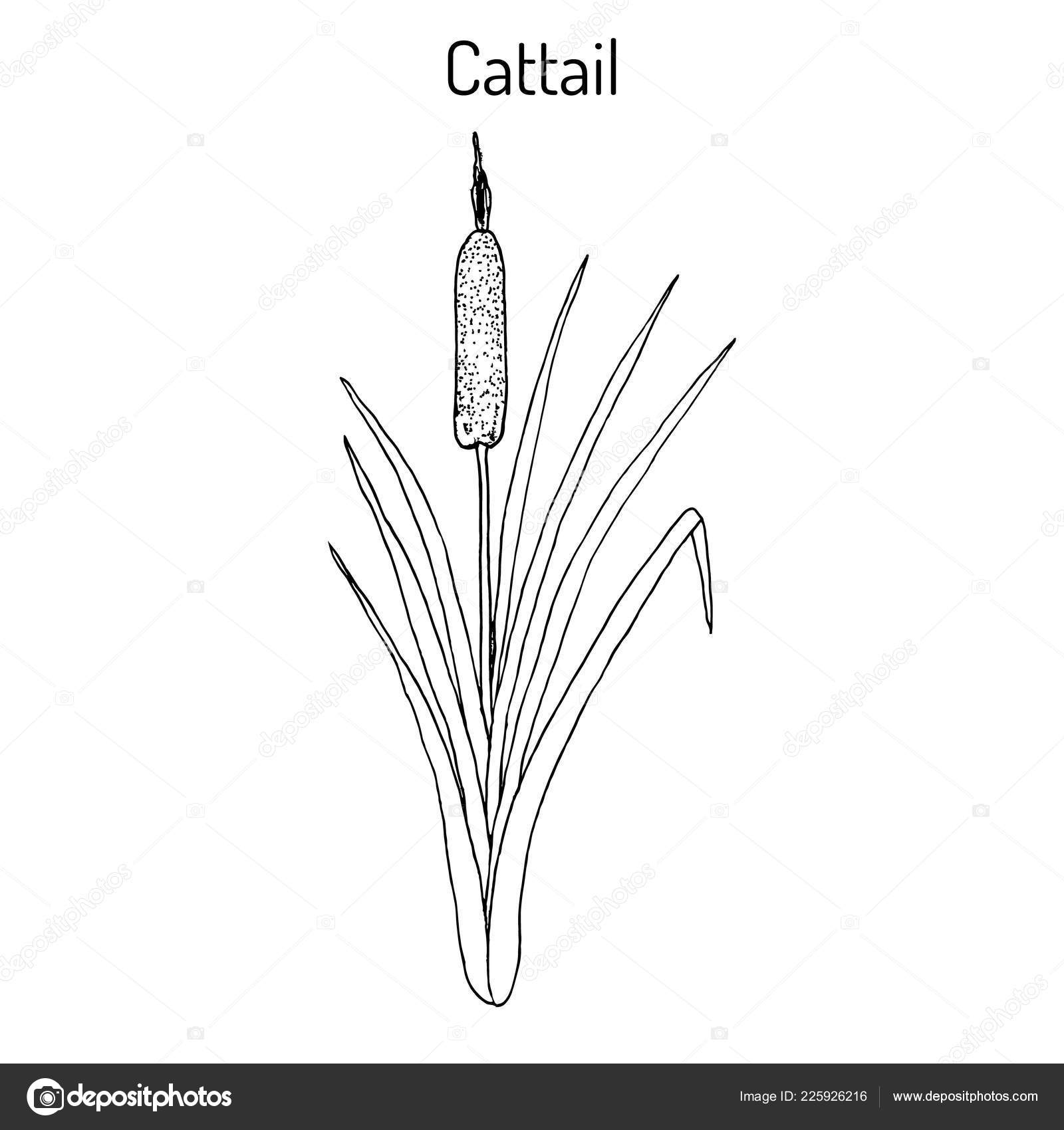 Cat Tail Plant Drawing