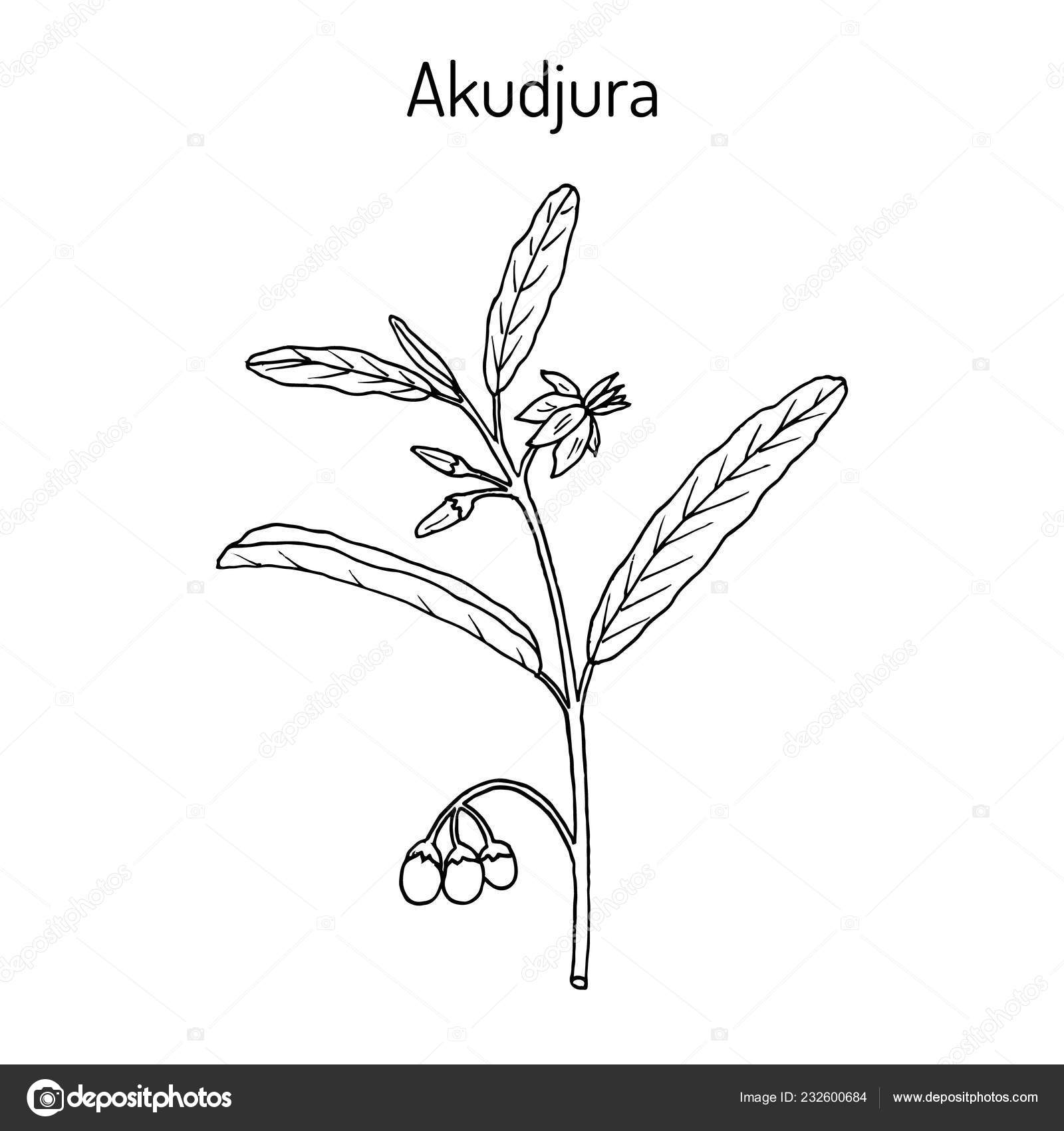 Australian desert raisin Solanum centrale , or akudjura Stock Vector ...