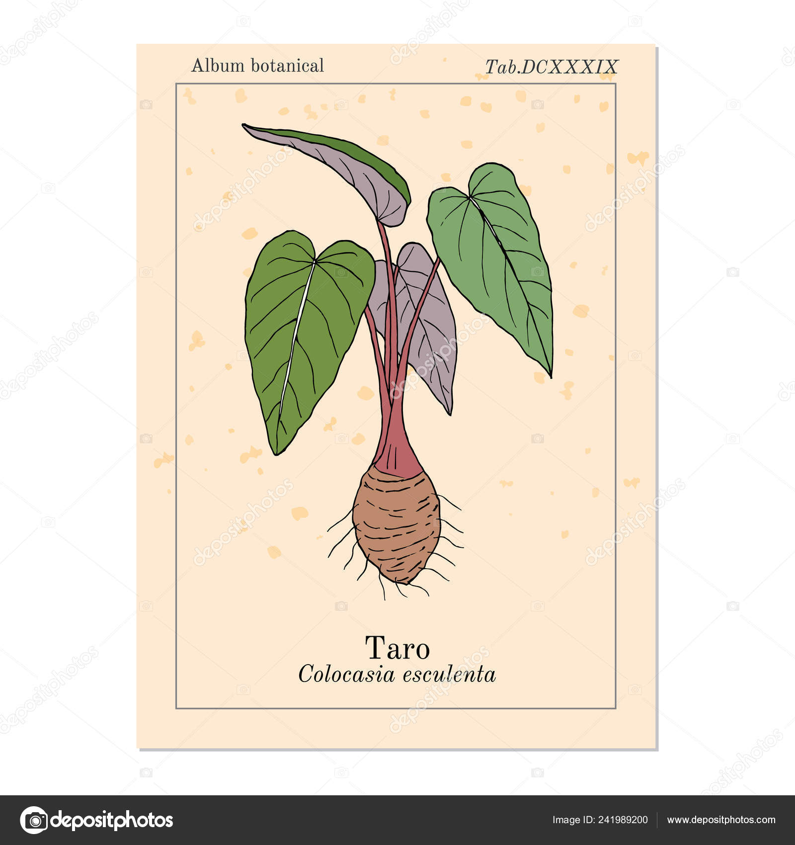 Raíz De La Planta De Taro