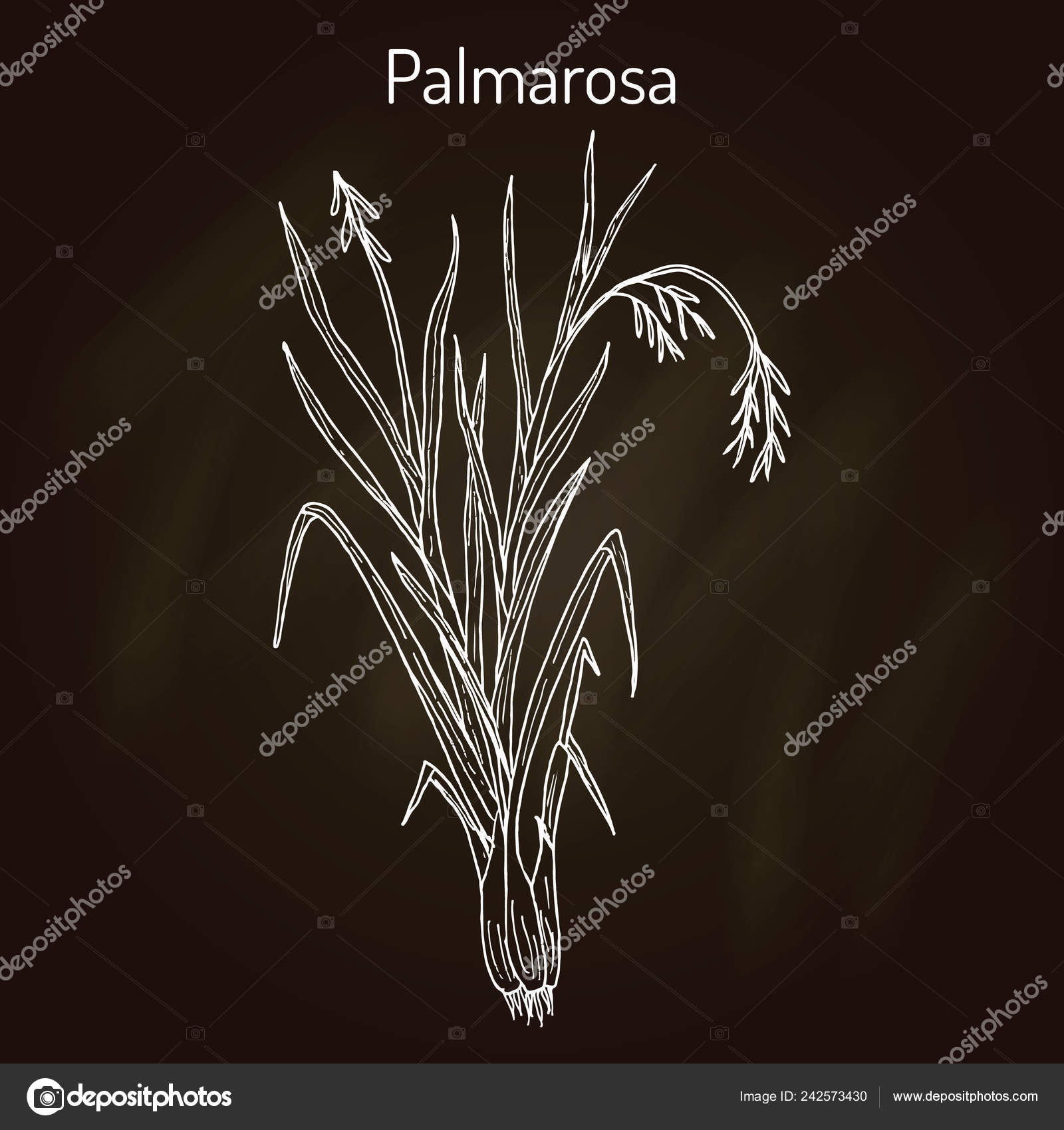 Palmarosa Cymbopogon Martinii Medicinal Plant — Stock Vector © Foxyliam 242573430