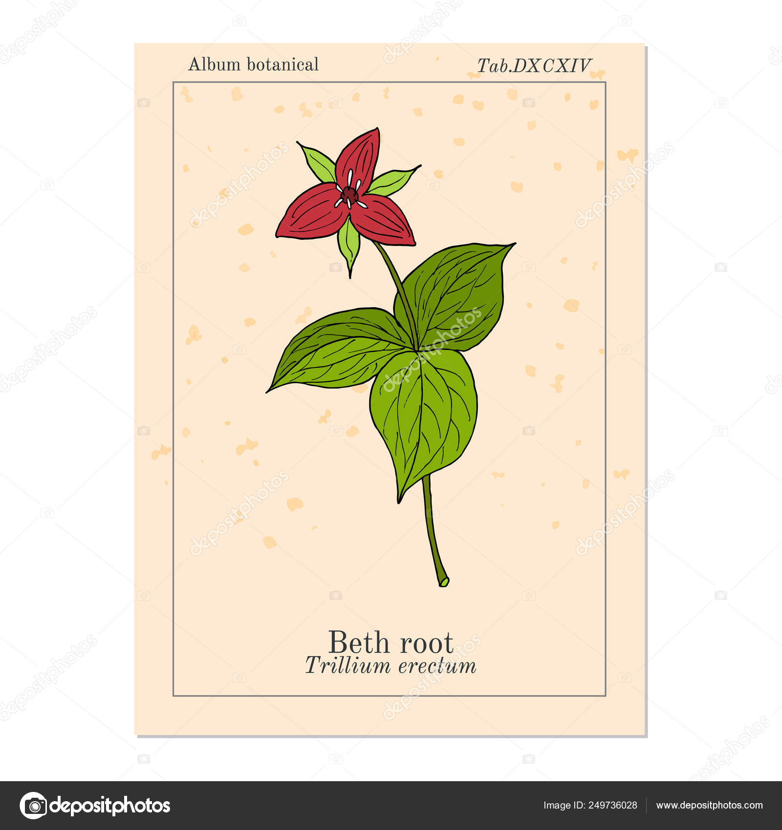 Beth Root Trillium erectum , or wake-robin, medicinal plant Stock ...