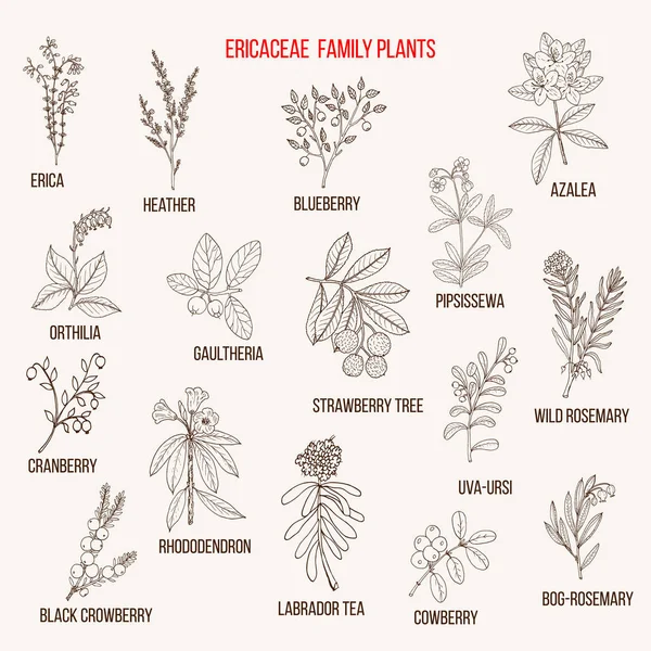 Erica Vector Images, Royalty-free Erica Vectors | Depositphotos®