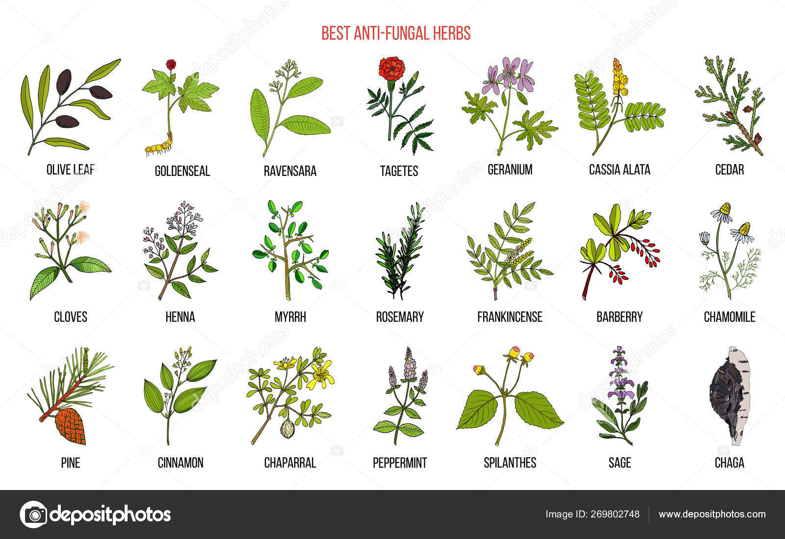 Best anti-fungal herbs set — Stock Vector © Foxyliam #269802748 Best anti-fungal herbs set — Stock Vector © Foxyliam #269802748