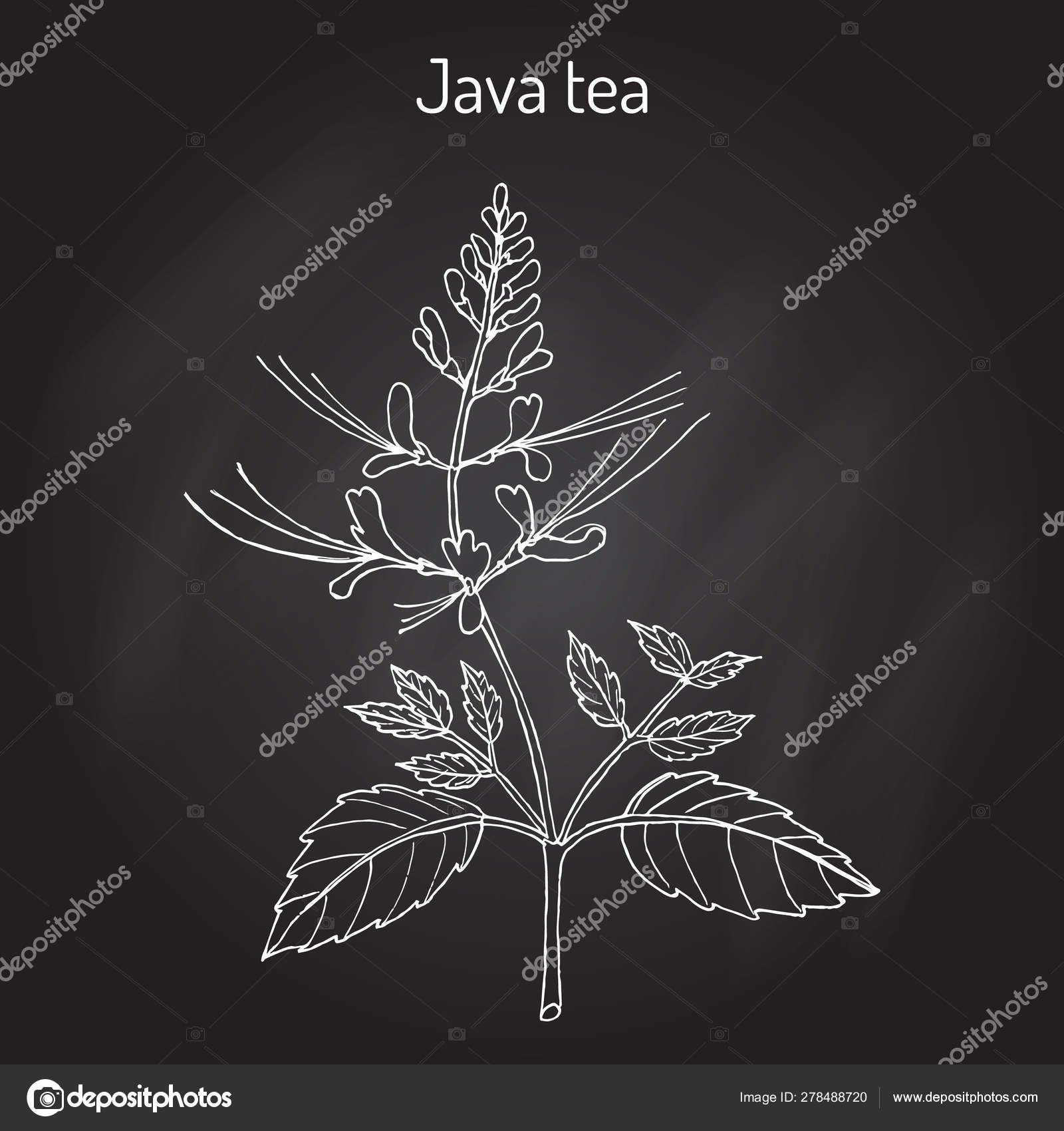 Java tea Orthosiphon stamineus , medicinal plant Stock Vector by ...