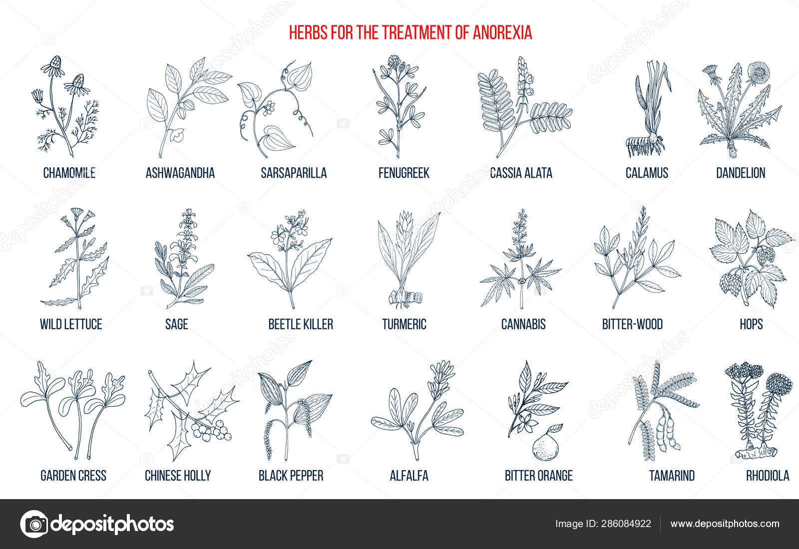 Las mejores hierbas para el tratamiento de la anorexia Vector de Stock de ©Foxyliam 286084922
